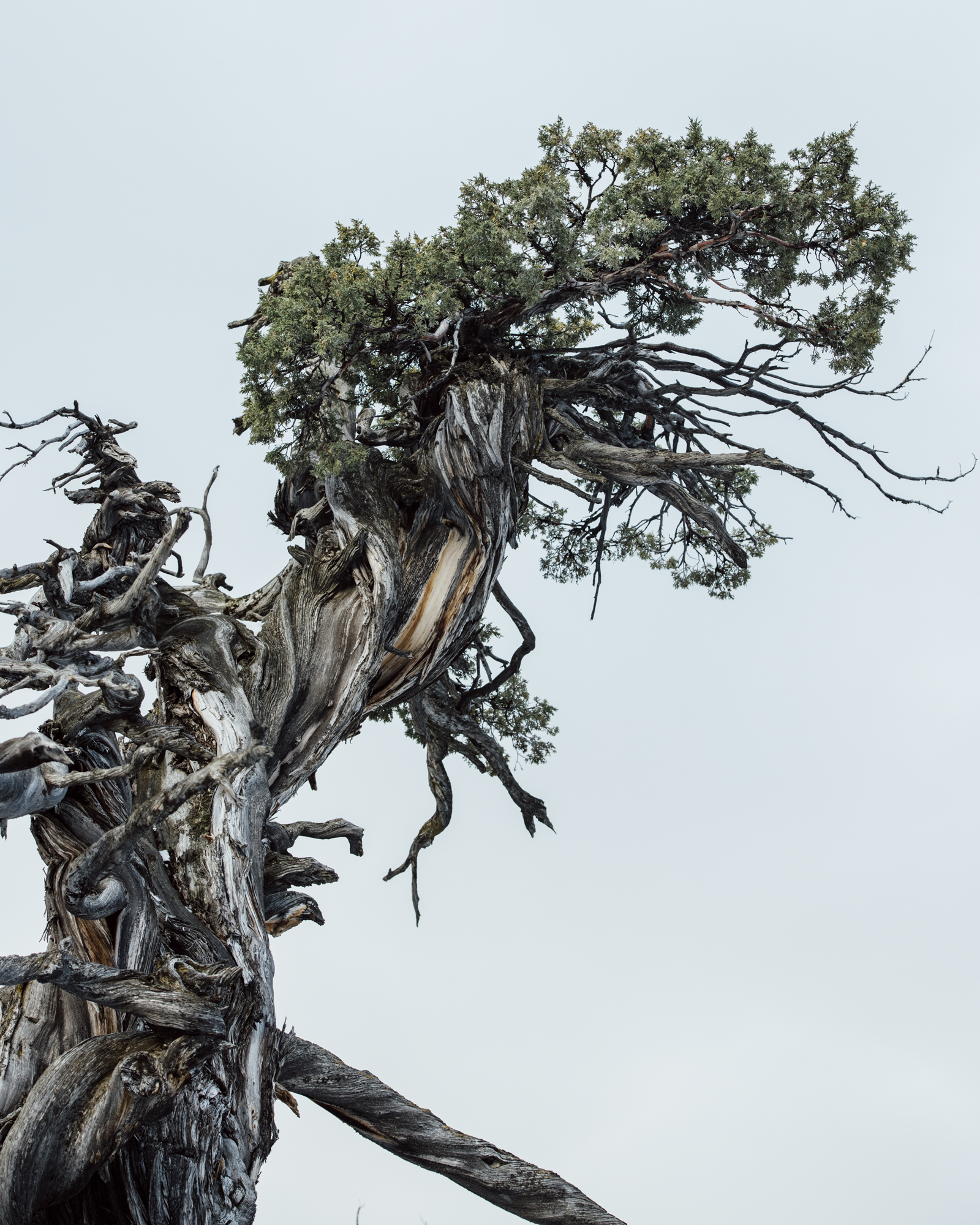 National Champion Tree Program