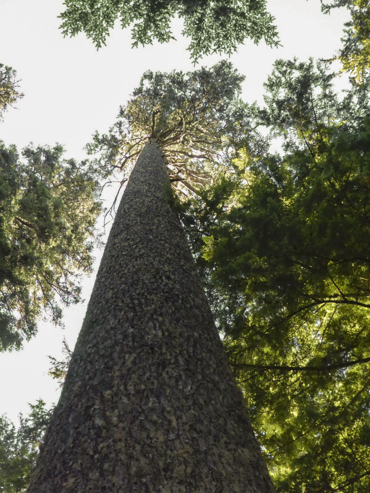 National Champion Tree Program
