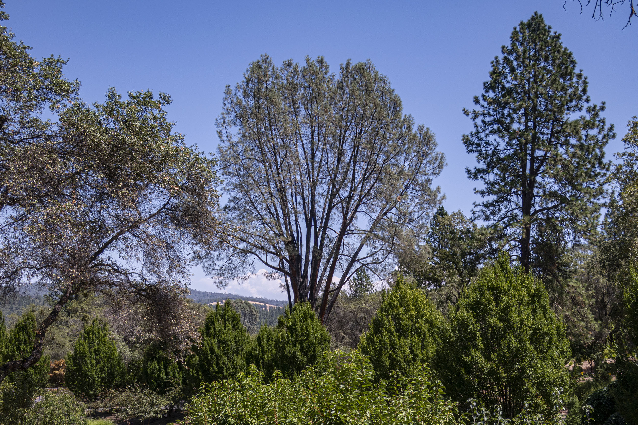 National Champion Tree Program